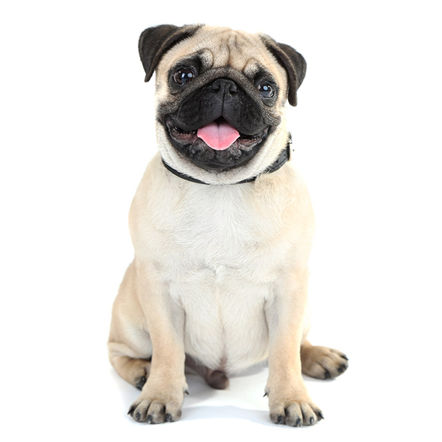 type-list-pug｜最新のお知らせ｜浦和美園にある犬猫専門の動物病院ドルフィンアニマルホスピタル